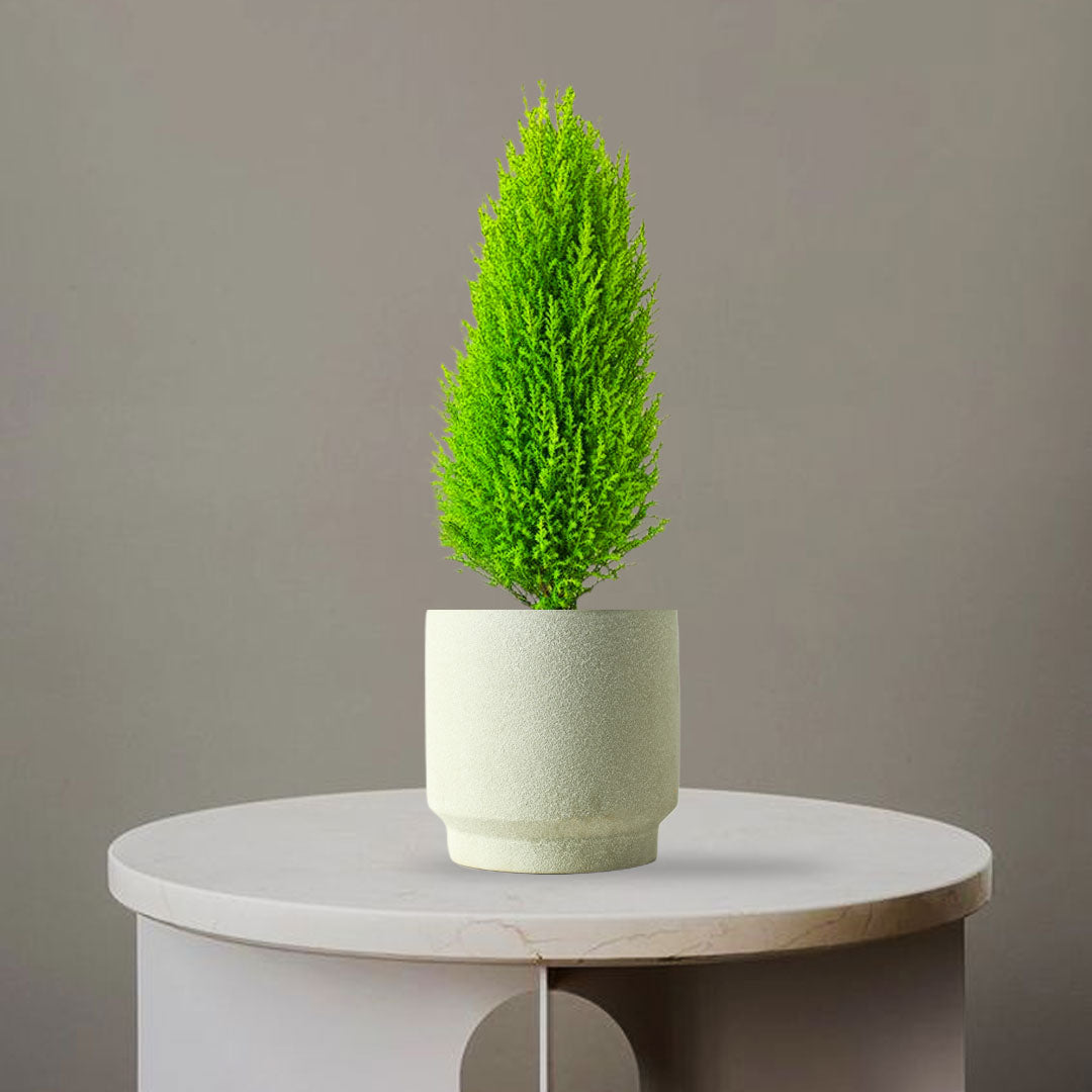 MORPANKHI PLANT – Homebagh