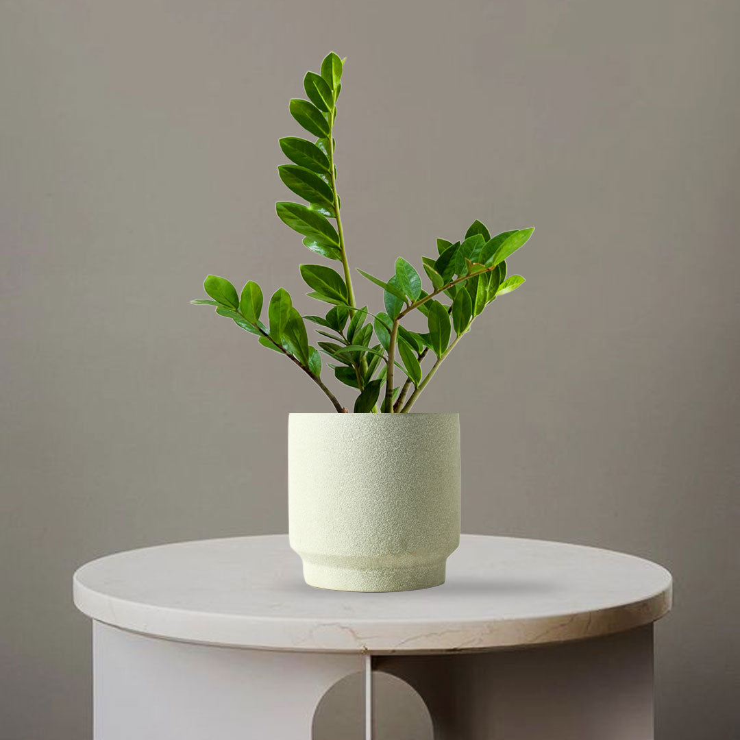 ZZ ZAMIA GREEN PLANT – Homebagh